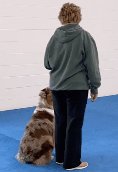 Atomic Habits for Dogs - Wagmore Canine Enrichment: Daycare and Boarding